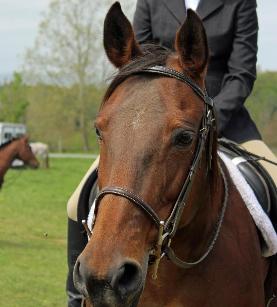 Meet the Horses: Ladybug - North Fork School of Equitation